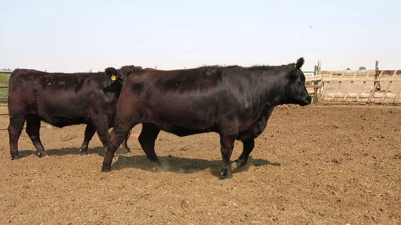 Macgillivray Angus - 2015 Bred Angus Heifer - YouTube