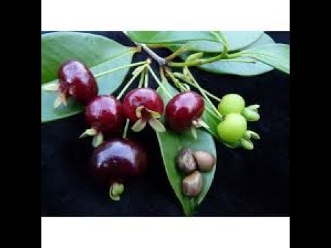Cây cherry Brazil- cách trồng,chăm sóc,nhân giống - YouTube