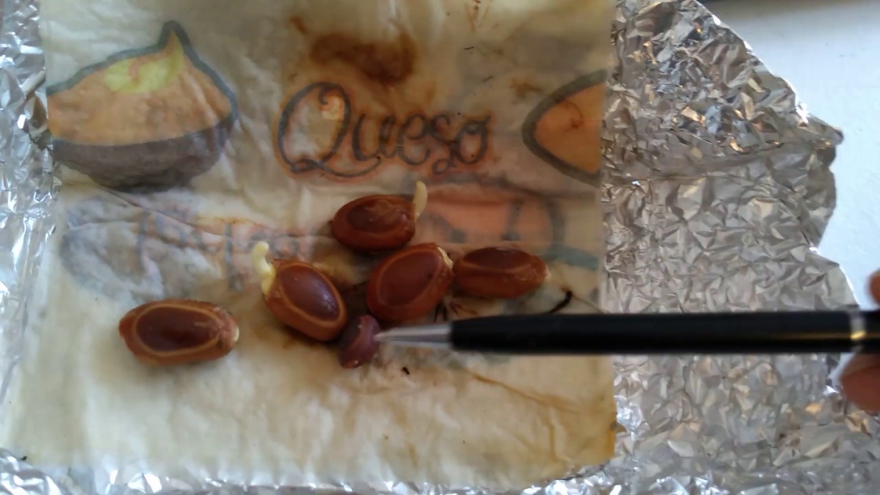 Germinando semillas de Parota!!! - YouTube