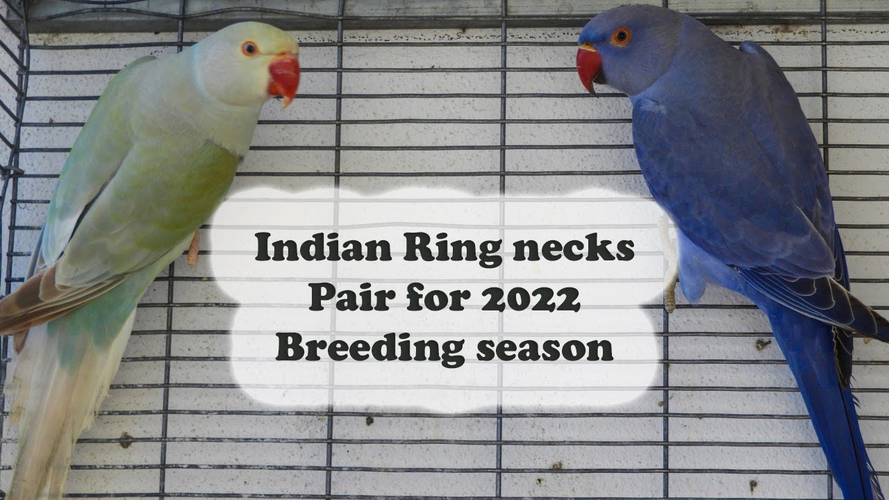 Turquoise Indian Ringneck
