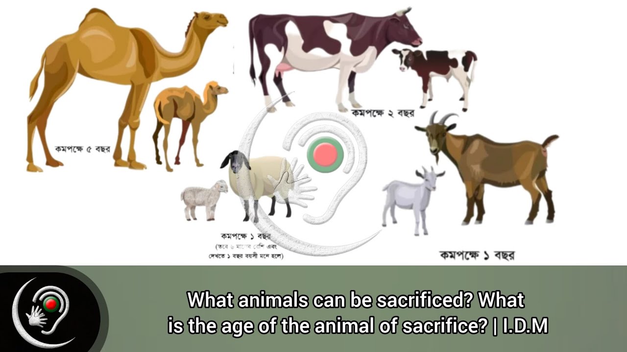 What animals can be sacrificed? What is the age of the animal of ...