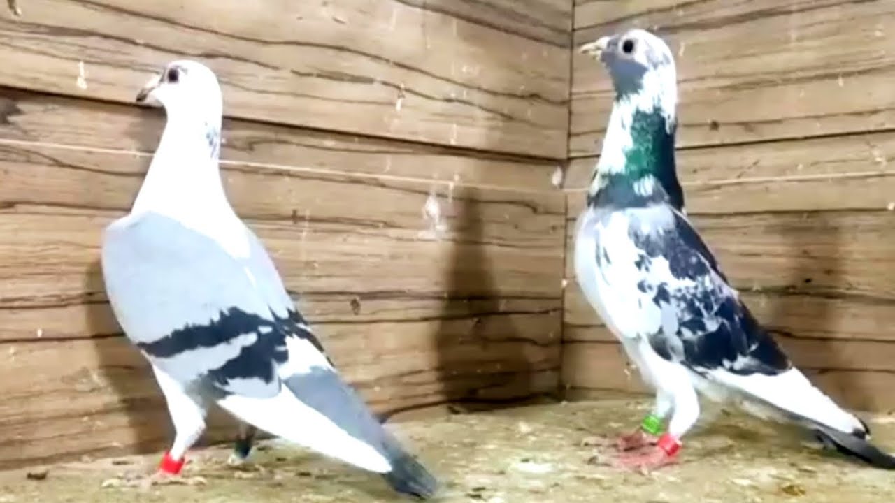 Jan aarden pigeons , حمامة السباق #कबूतर #pigon #bird #tiktok #viral ...