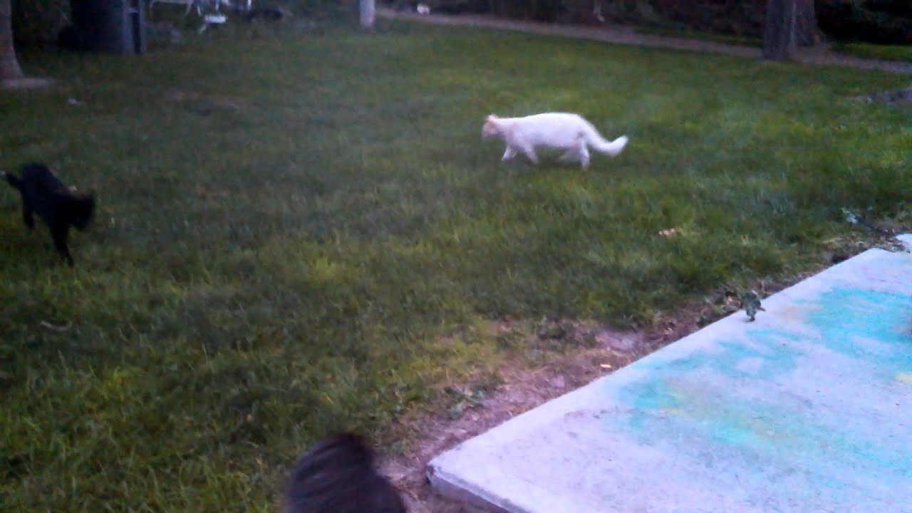 A few animals messing around - YouTube
