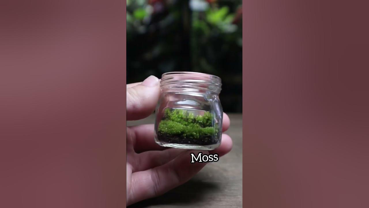 Tiny Nutella Terrarium Youtube