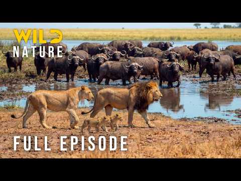TANZANIA LIONS: Ultimate Battles for Survival (Full Episode) | Nature animal documentary