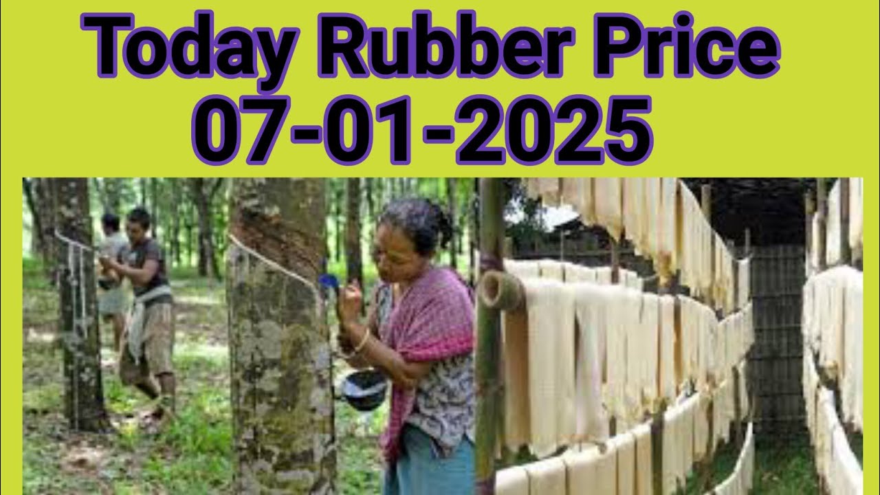 Today Rubber Price inTripura 07-01-2025@ShortGuide123youtube - YouTube