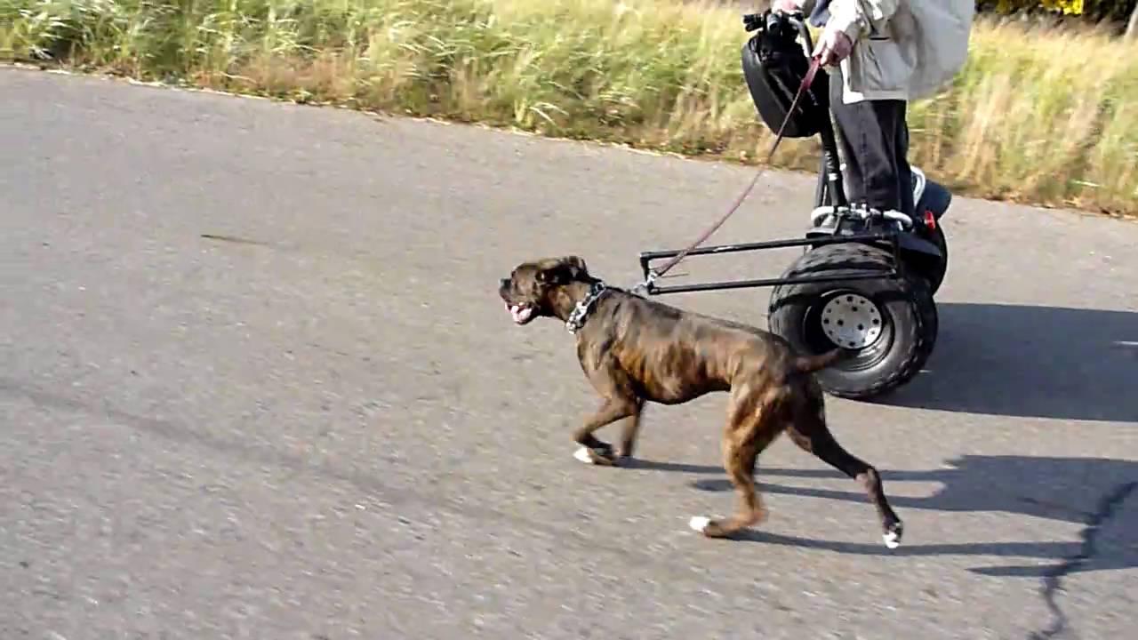 Dog walking with Segway - YouTube