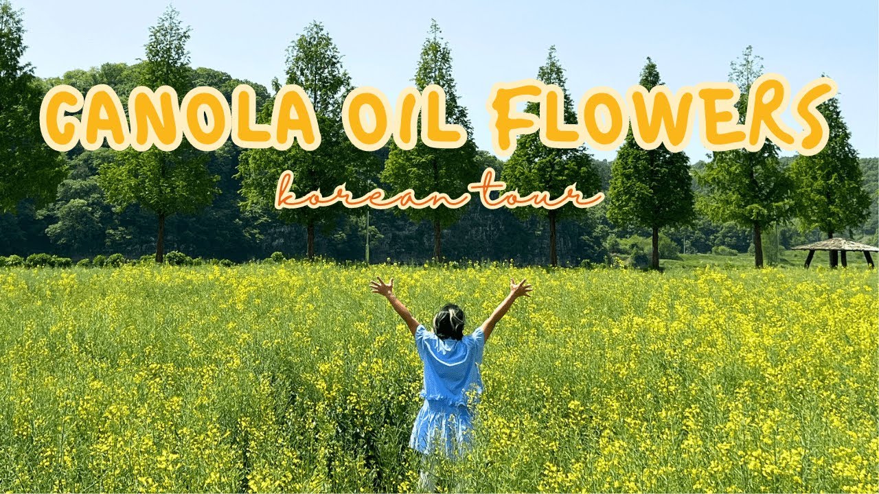 KOREAN VLOG FLOWER 🇰🇷 | eksplor kebun bunga Canola Oil Flowers | Spring ...