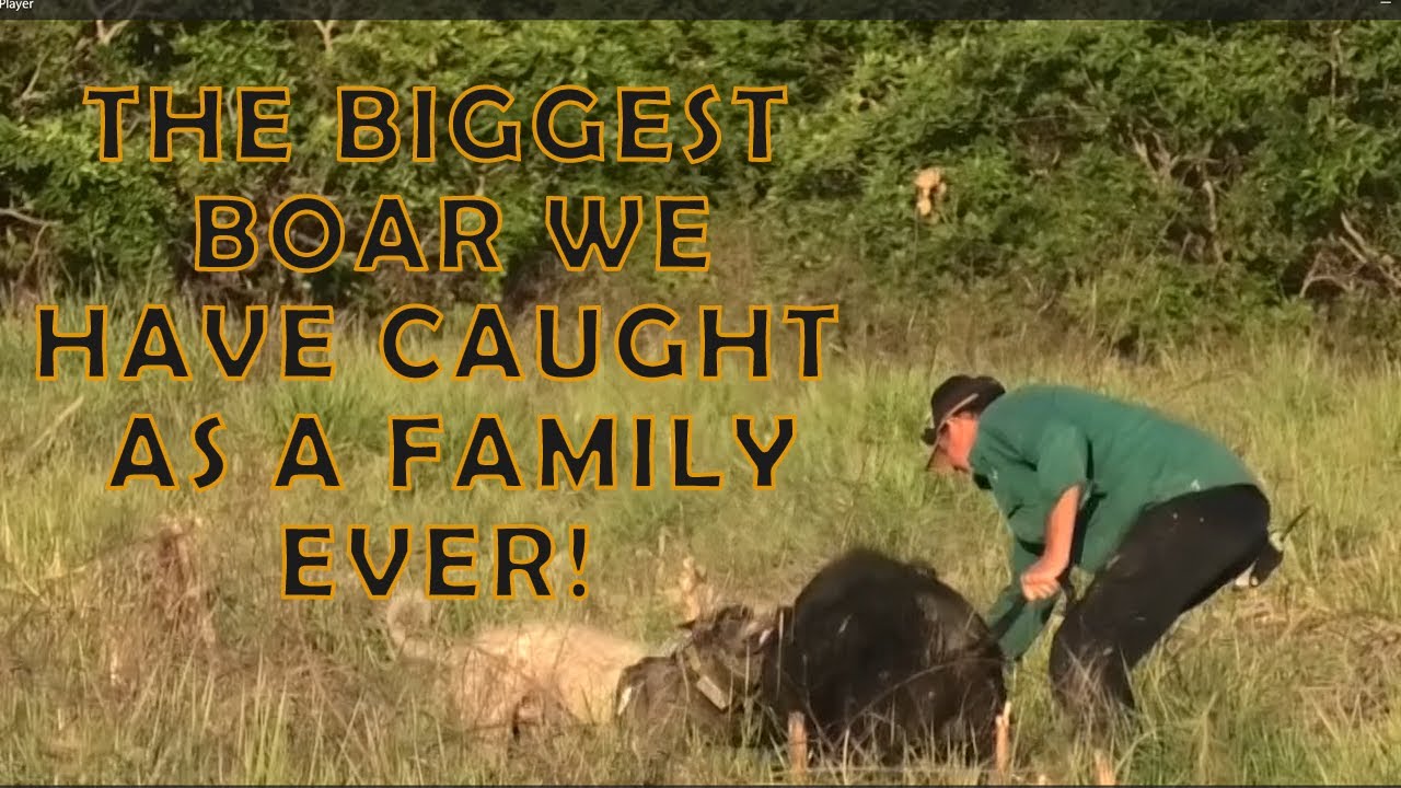 OUR BIGGEST WILD FERAL BOAR TO DATE AS A FAMILY - YouTube