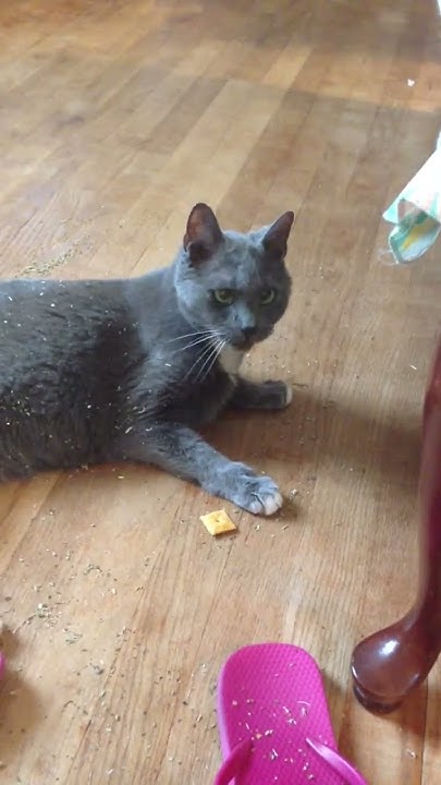 Smokey on Catnip part 1 - YouTube