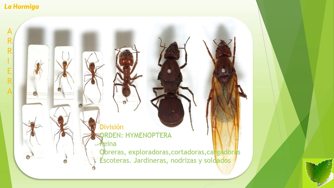 LA HORMIGA ARRIERA YouTube