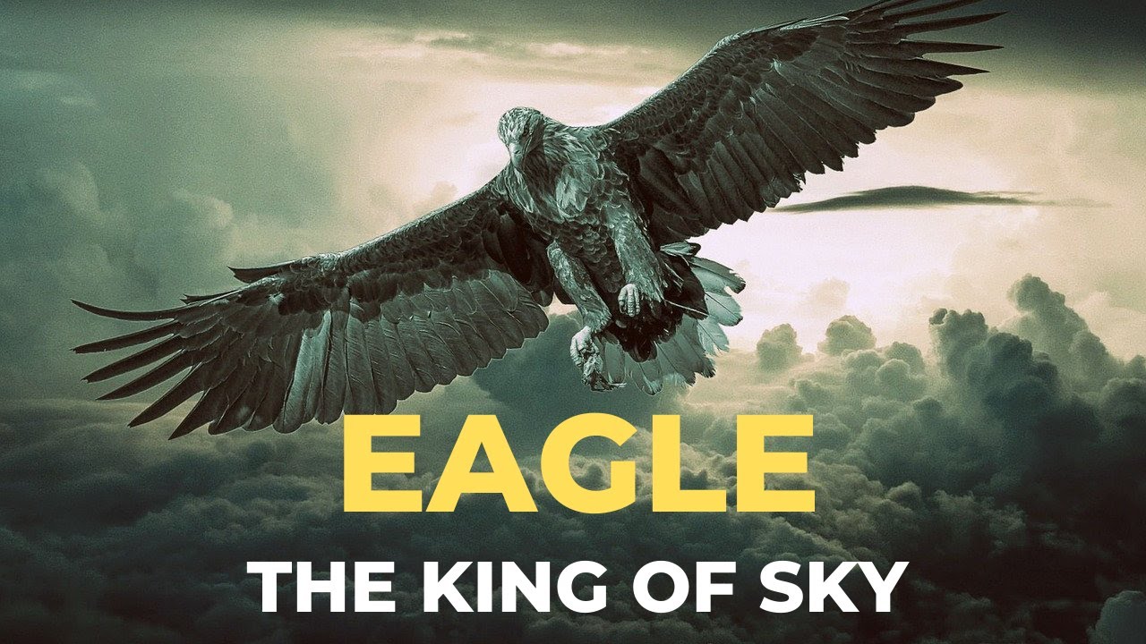 Eagle - The King of Sky | Eagles – Hunters of the Sky | Facts Factor ...