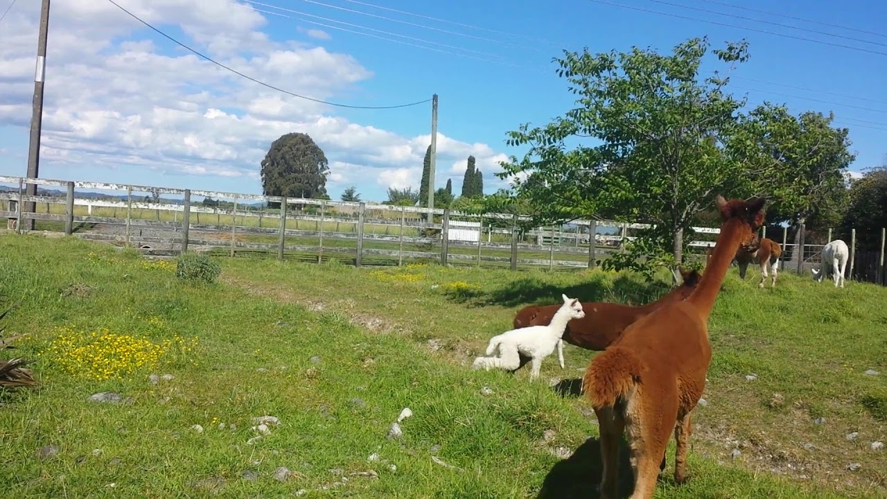 Jumping Alpacas! - YouTube
