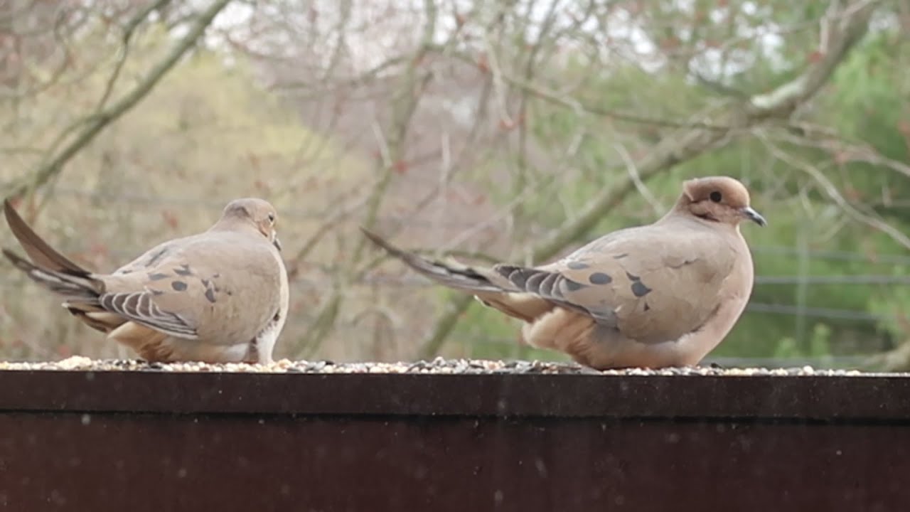 Doves in the wind - YouTube