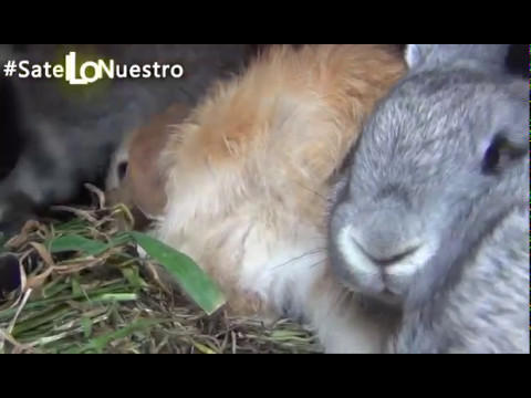 APRENDE CON SATEL  -  RECOMENDACIONES EN CRIANZA DE CUYES