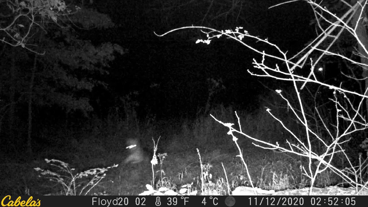 Coyote Chasing Whitetail Buck Deer On Cabela's Outfitter Gen 3 30 MP ...