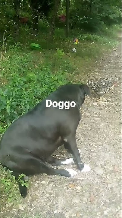 Doggo - YouTube