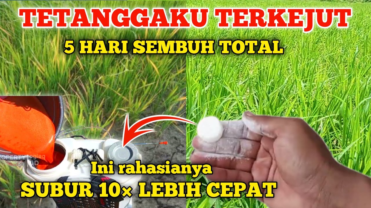 MENGERIKAN HASILNYA OBAT DAUN PADI MENGUNING KEMERAHAN SEMBUH TOTAL ...