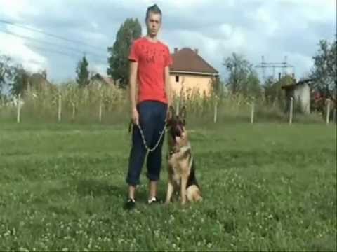 Dresura pasa "Speed Agility".wmv - YouTube