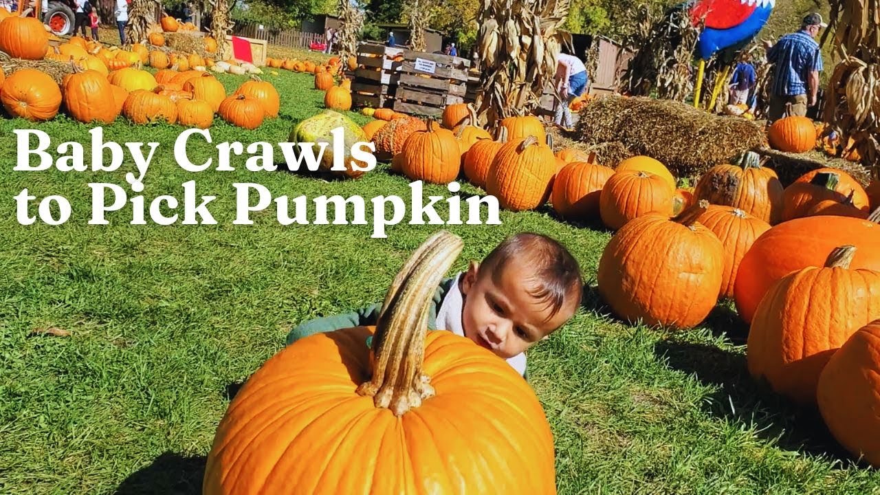 Baby Crawling to Pick his Own Pumpkin | Baby's First Pumpkin Picking ...
