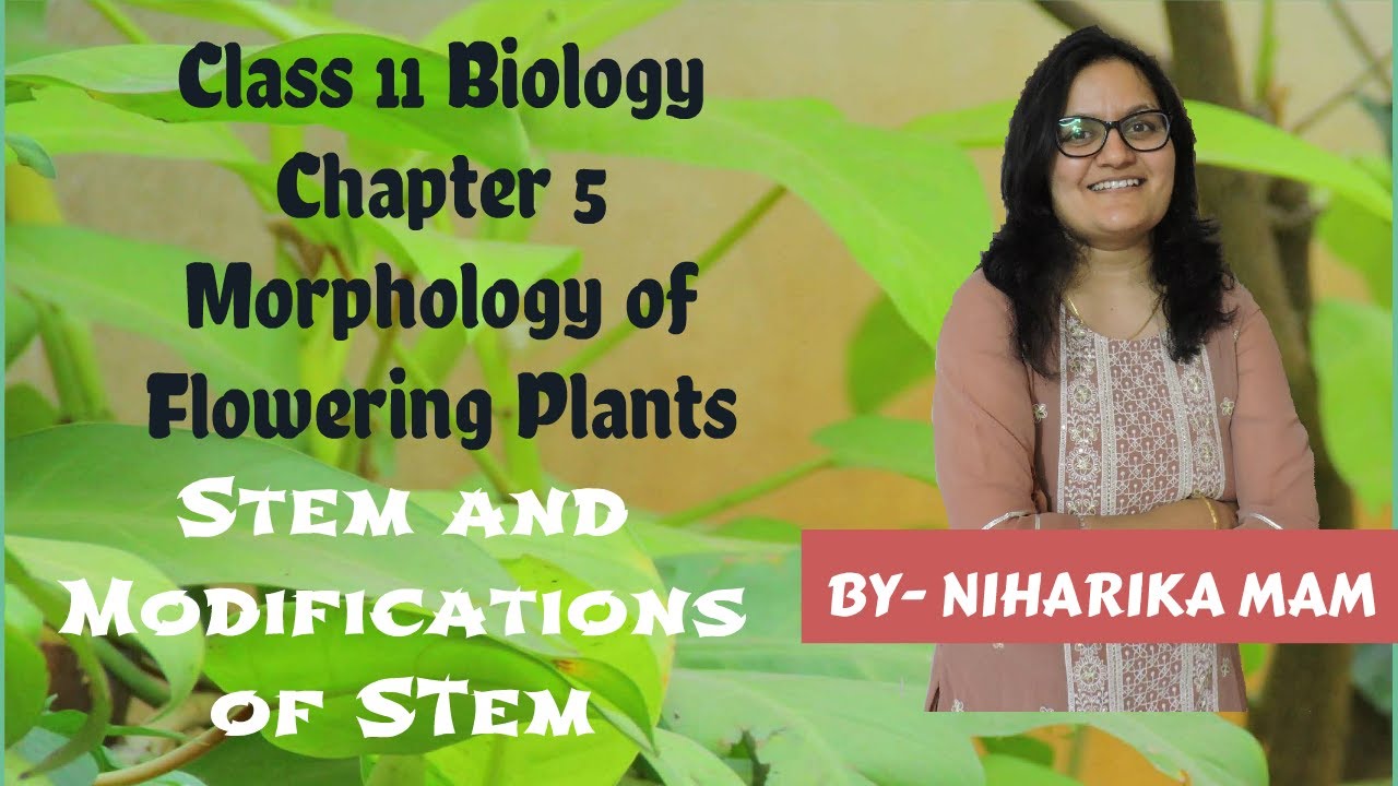 Stem | Modifications of Stem | Class 11 Biology | Chapter 5 Morphology ...