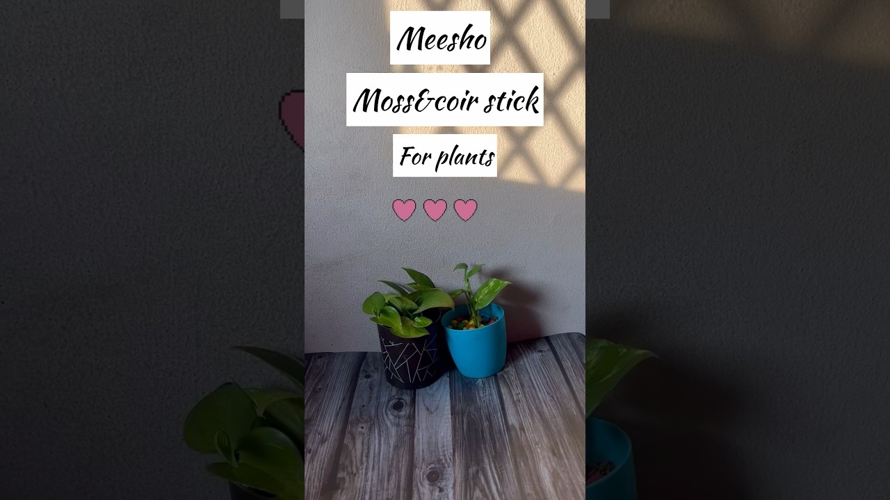 Moss &Coir Stick|For Plants|For plants Healthy Development|Money Plant ...
