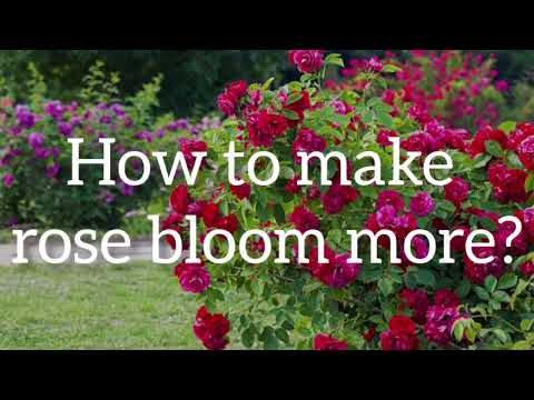 How do you take care of a rose plant?Can you grow roses from cuttings ...