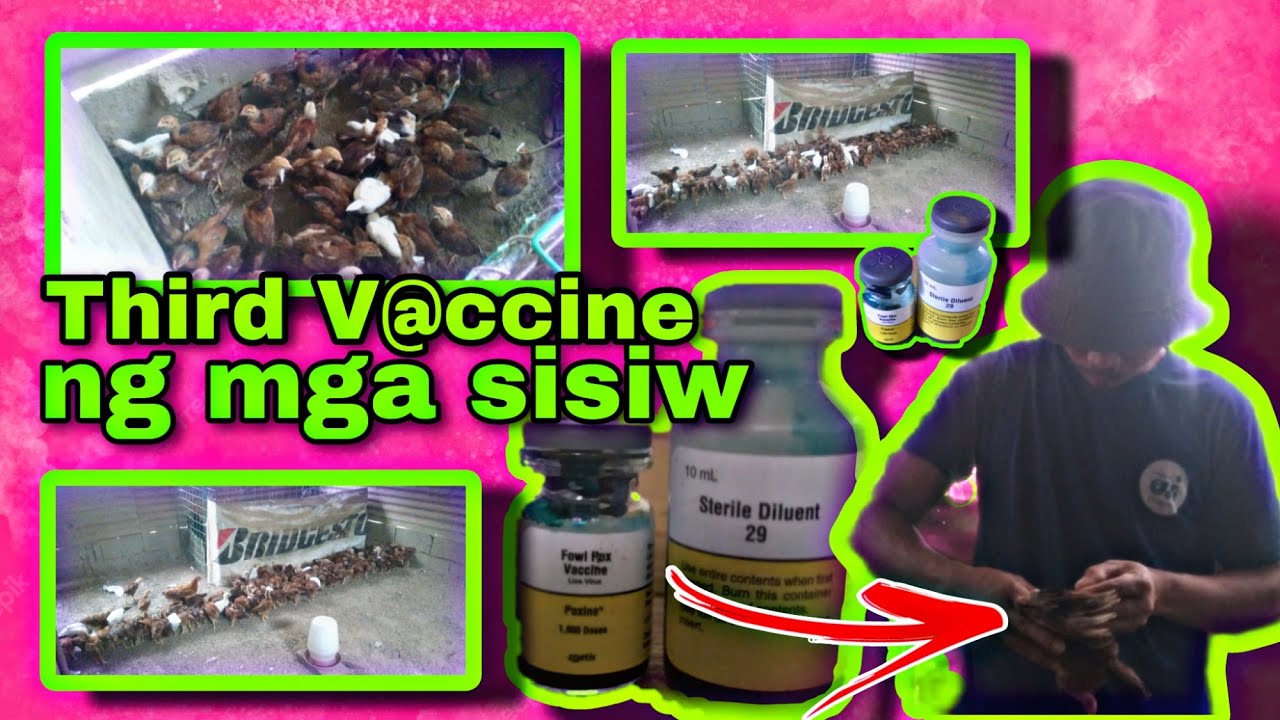 1 Month| 3RD V@CCINE NG MGA SISIW|FOWL FOX VACCINE|STERILE DILUENT 29 # ...