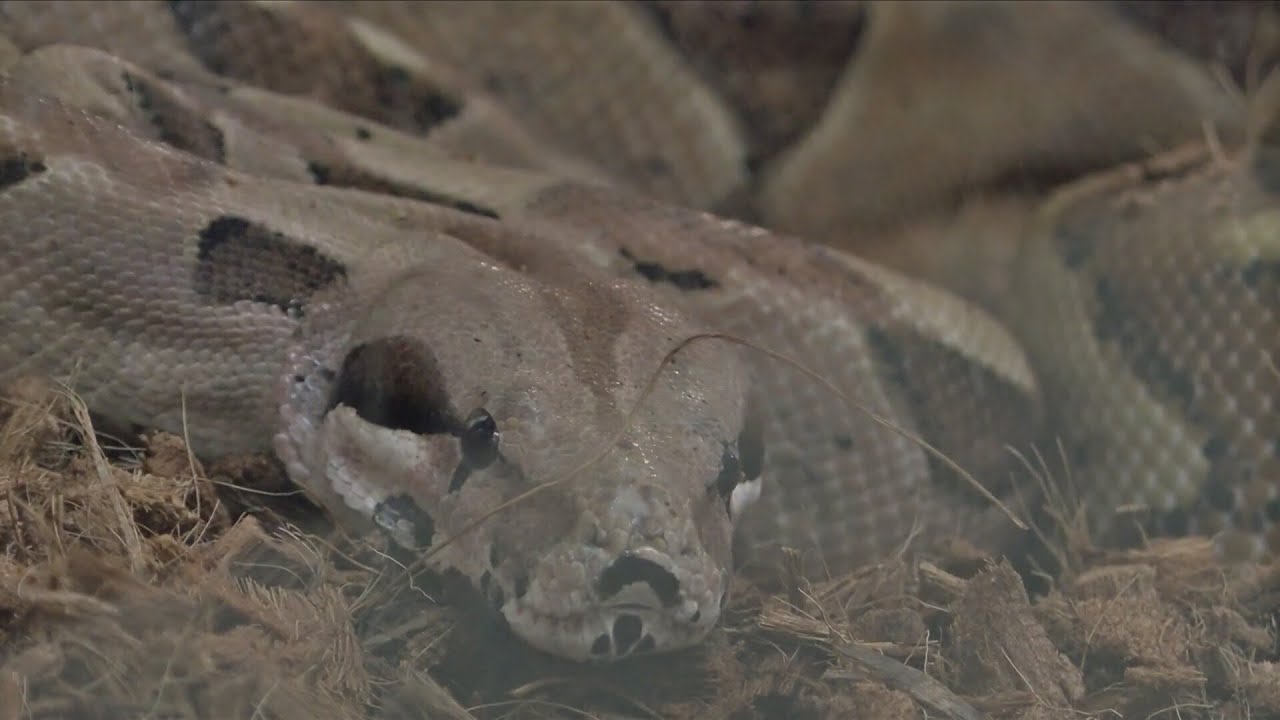 Target Snake Update - YouTube