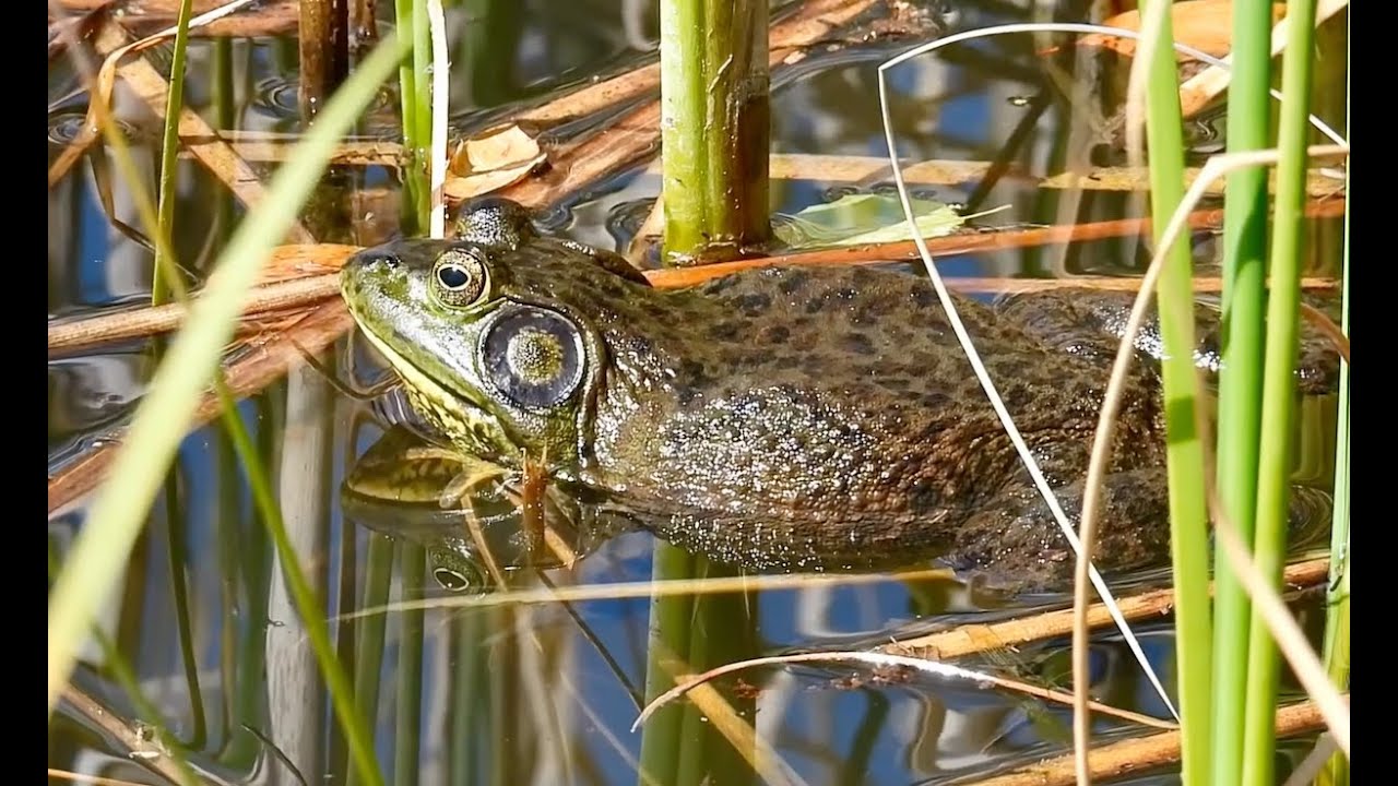 Amazing American Bullfrog: Nature's Mighty Jumper! - YouTube