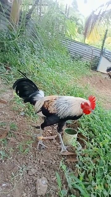 6 month old silver gray hatch blood line chicken at the farm #respect # ...