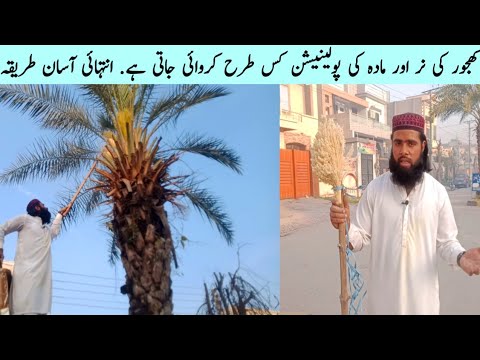 Date palm tree nursery|Date palm pollination|How to pollinate Date palm ...
