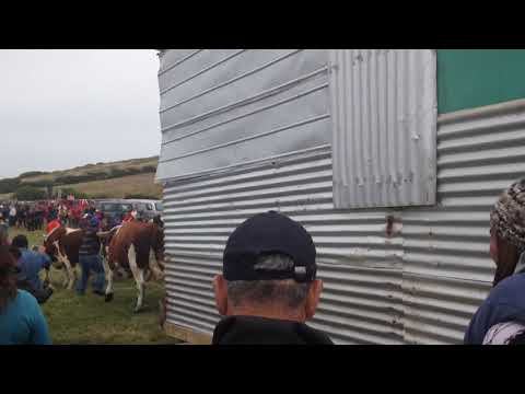 A minga in Chiloe, Chile - YouTube