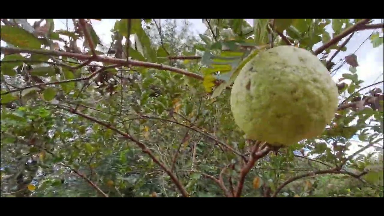 GUAPPLE (GUAVA + APPLE) - YouTube