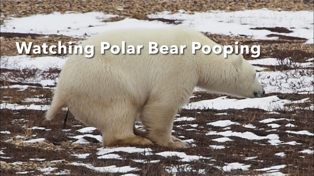 Watching Polar Bear Pooping - YouTube