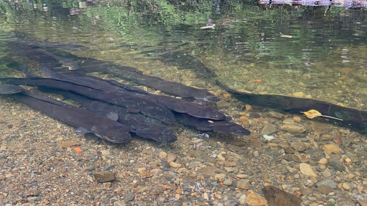 More wild Tuna eels at Willowbank Park - YouTube