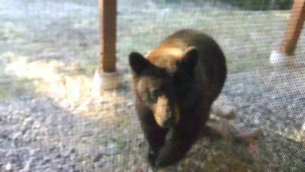 Bear Burp! - YouTube