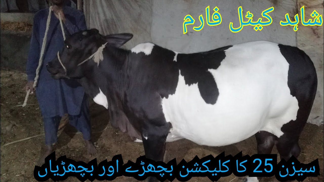 Shahid Cattle Farm season 25 ka collection - YouTube