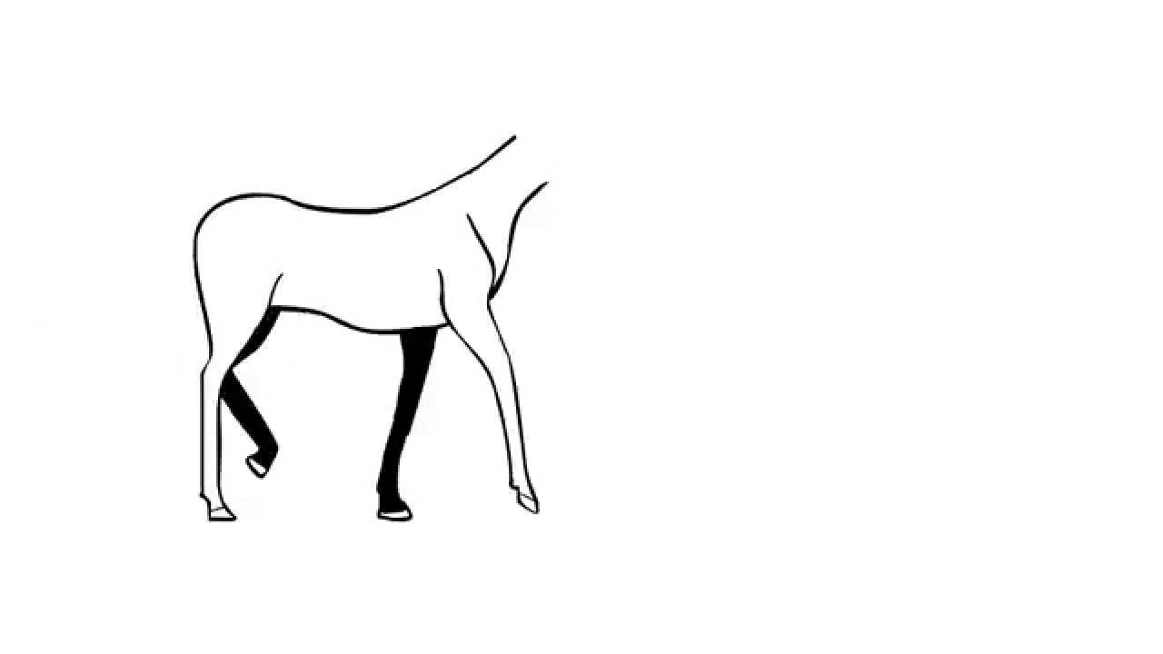 Animation Test: Horse Walk Cycle - YouTube