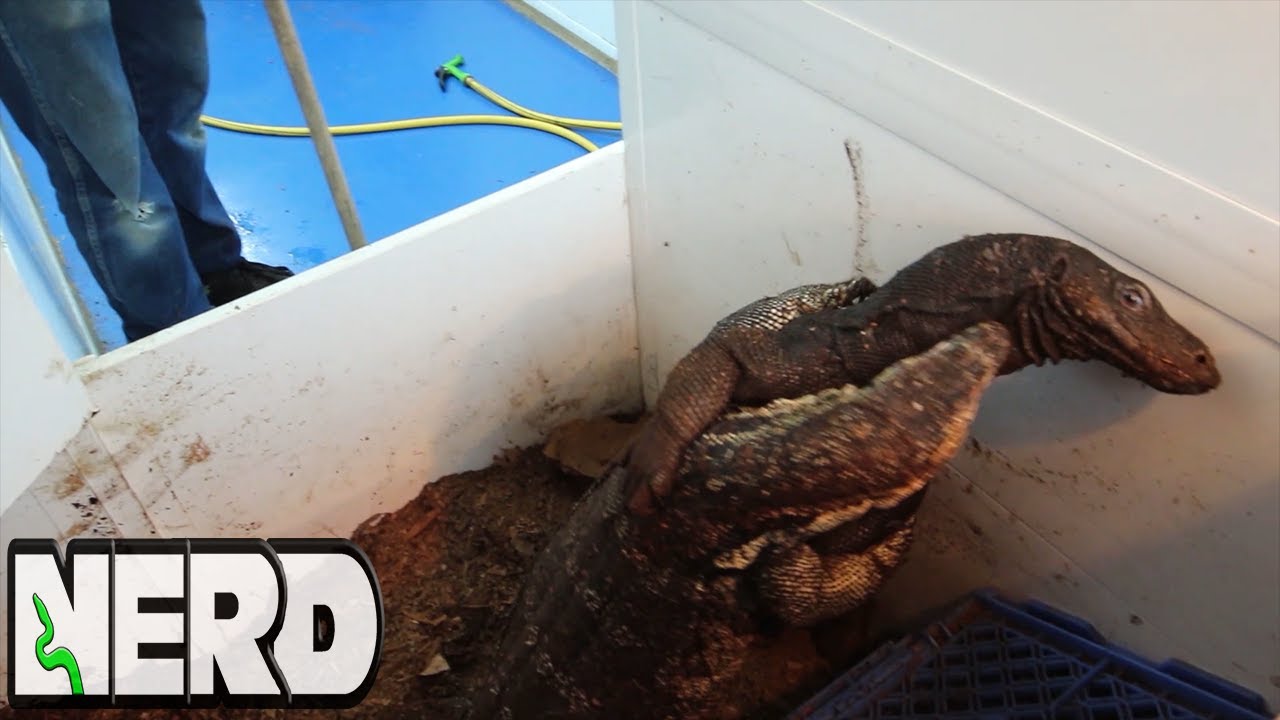 GIANT LIZARDS GOING AT IT HARD - WHO WON? - YouTube