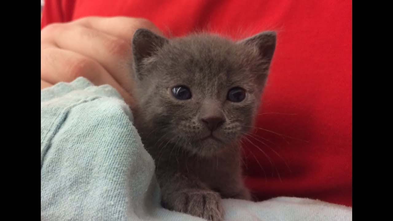 Baby Smokey the Kitten - 3 Weeks Old - YouTube