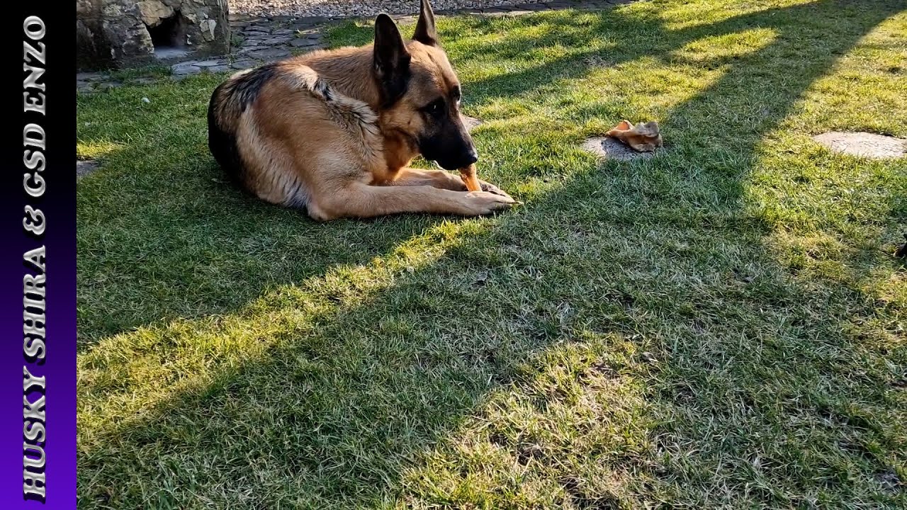 When Pupperonis Get Bored Grandma Gets Creative - YouTube