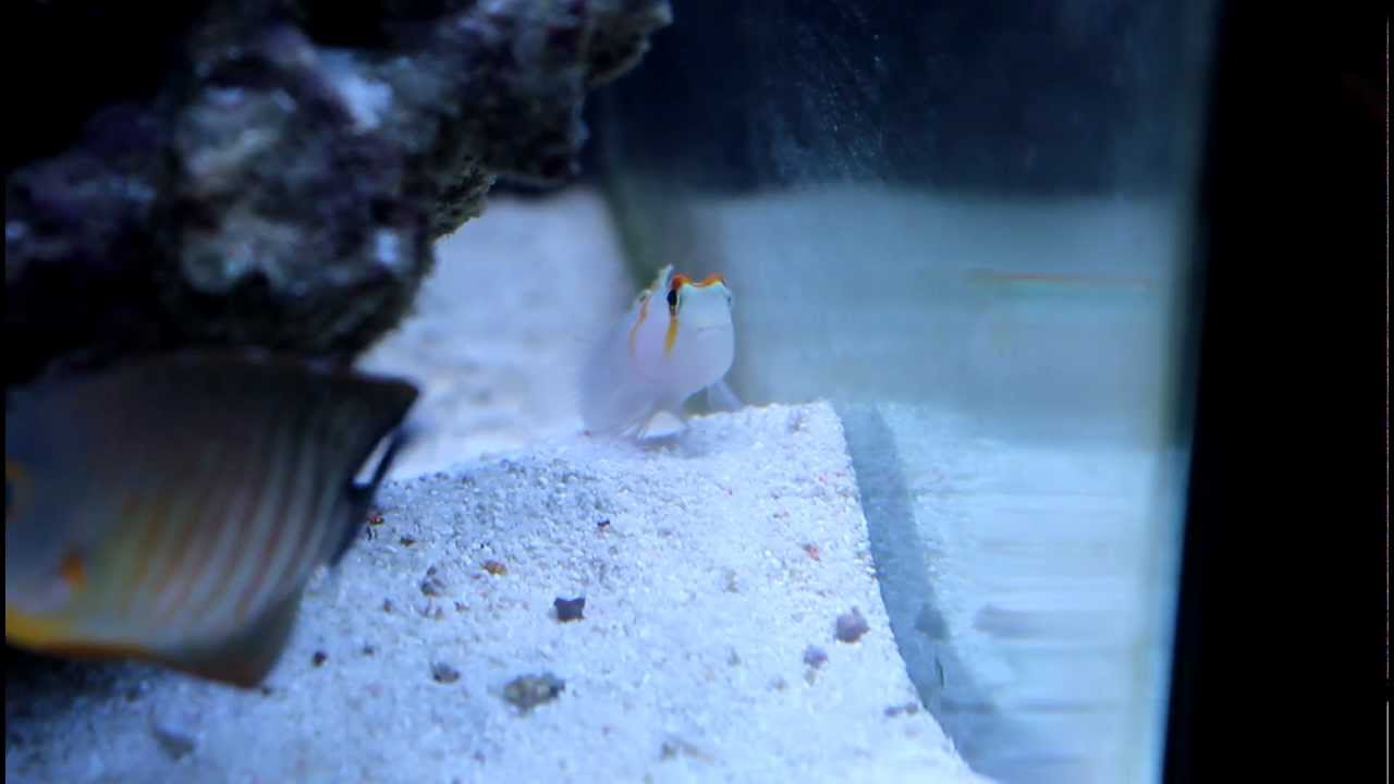Orange Stripe Prawn Goby in Red Sea Max 130 - YouTube