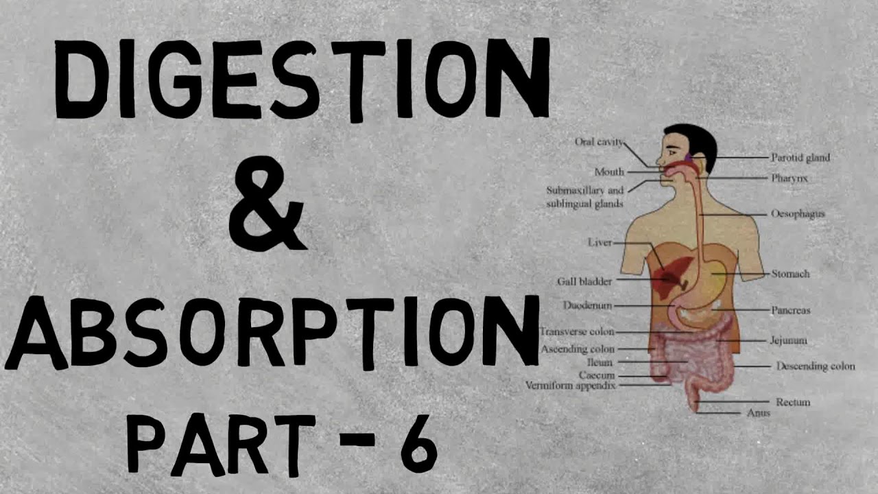 Digestion And Absorption Part 6- Learn Full NCERT {Digestion Of Food ...