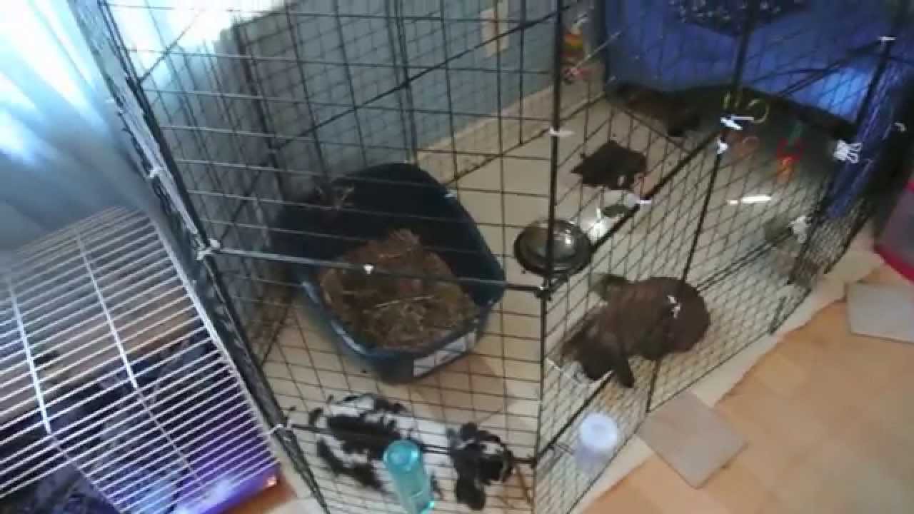 Suggested Rabbit Supplies! | Toys, Chews, Organization, and More! - YouTube