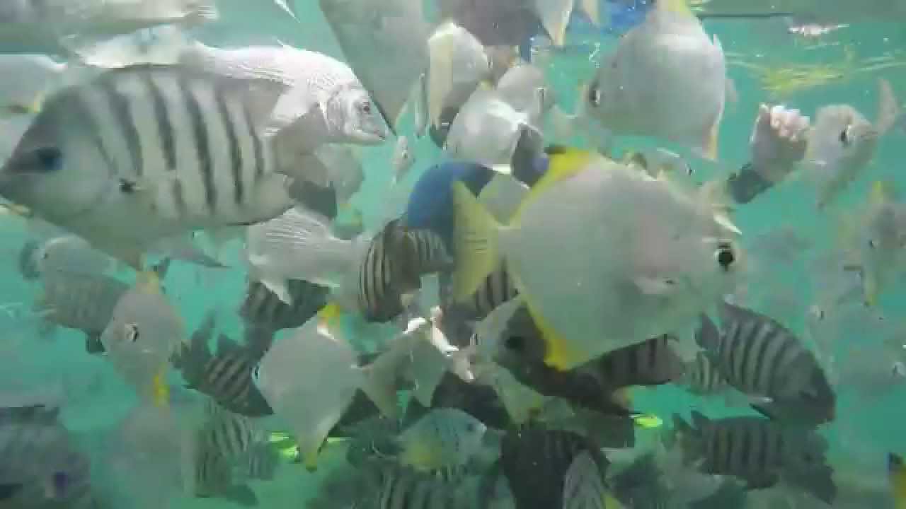 Scuba Diving Tangalooma Wrecks-awesome fish life - YouTube