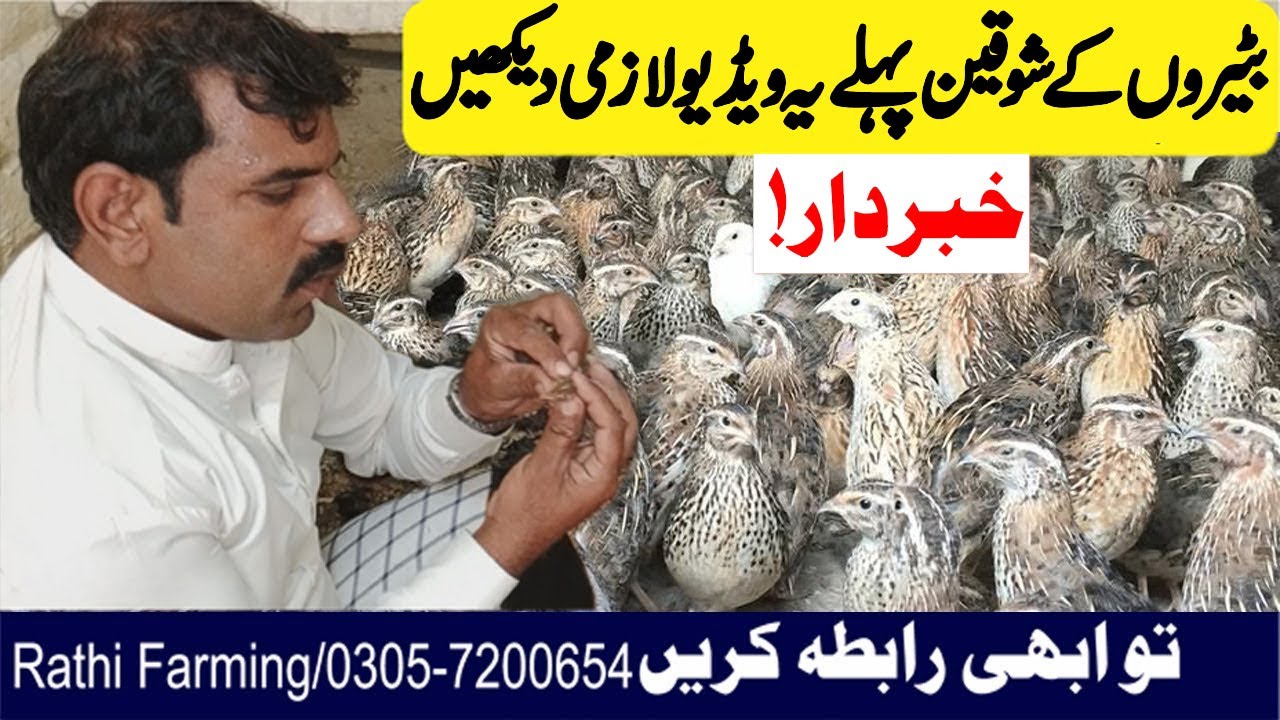 Batair / Quail Farming Bussiness in Pakistan ll RF Betair Farm Kasur ...