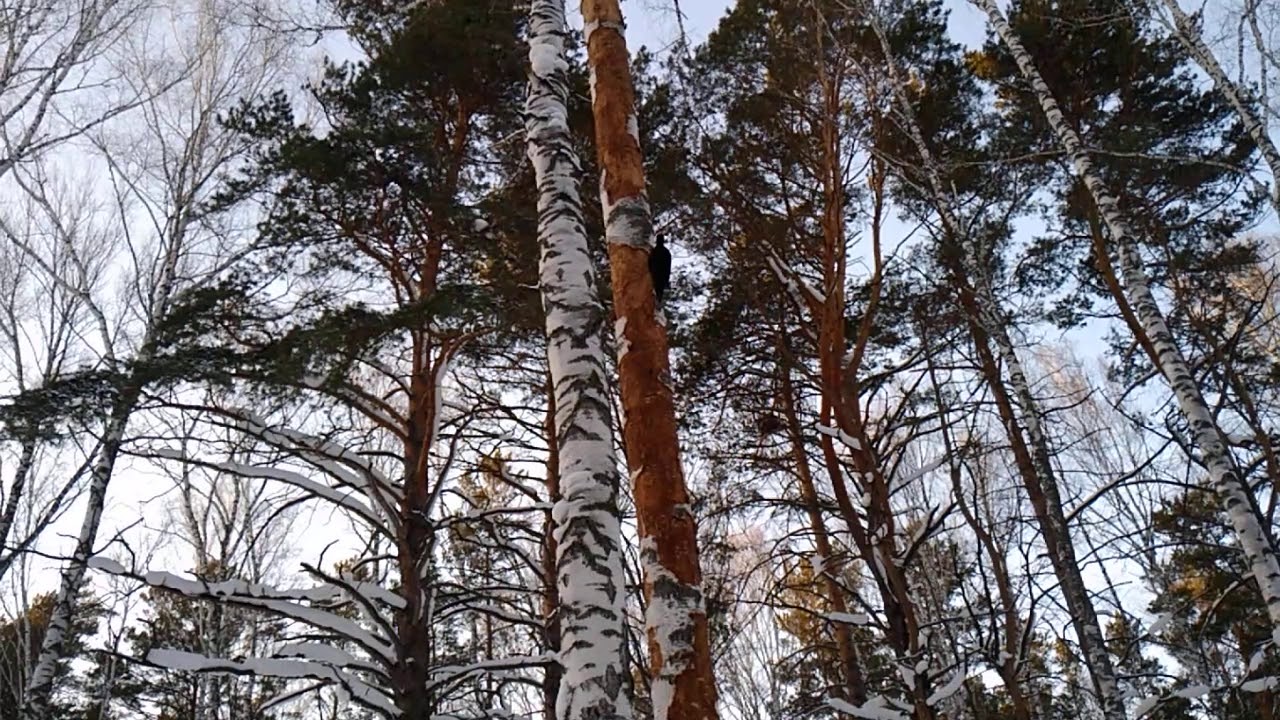 The black woodpecker: if you hew trees the chips must fly! - YouTube