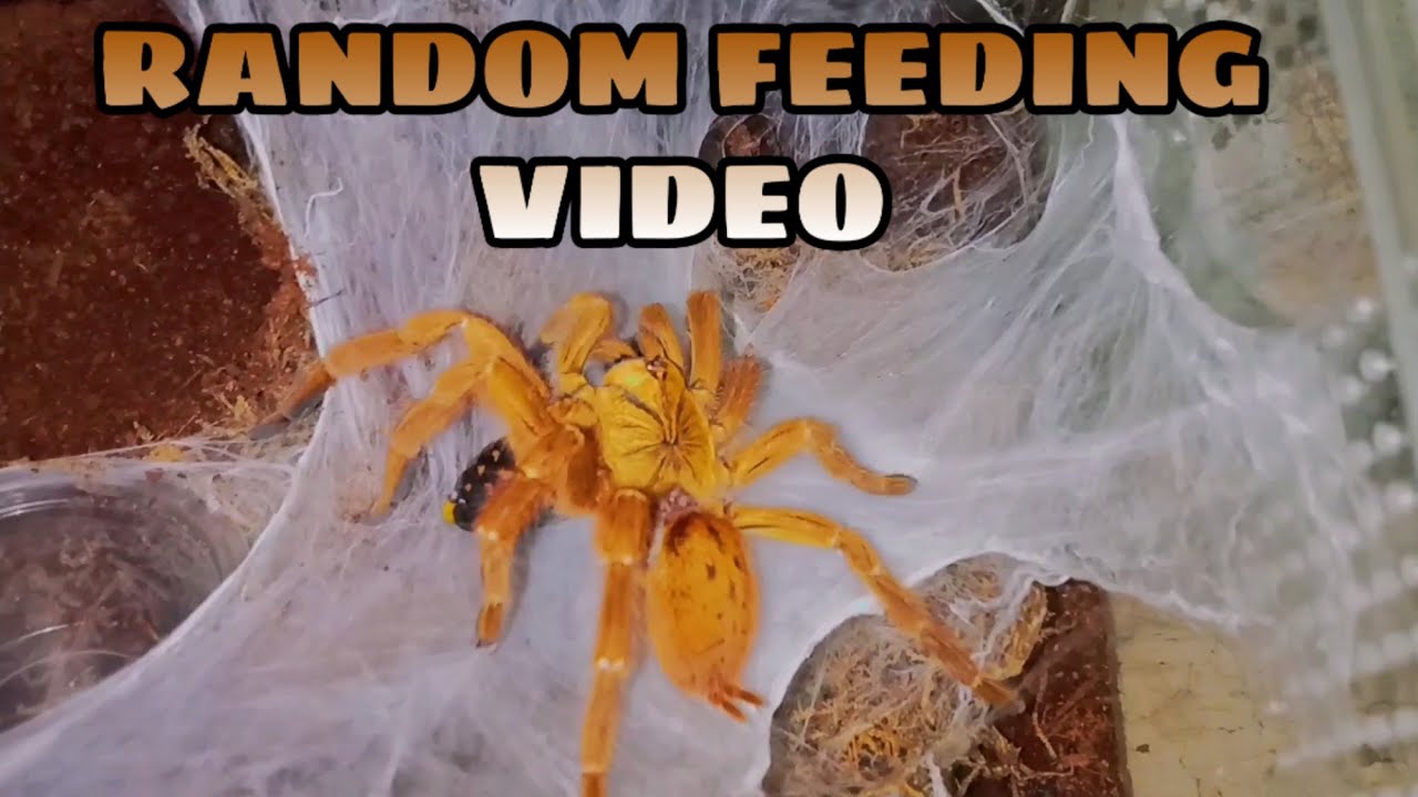 Random Tarantula Feeding Video | Vlog 3 - YouTube