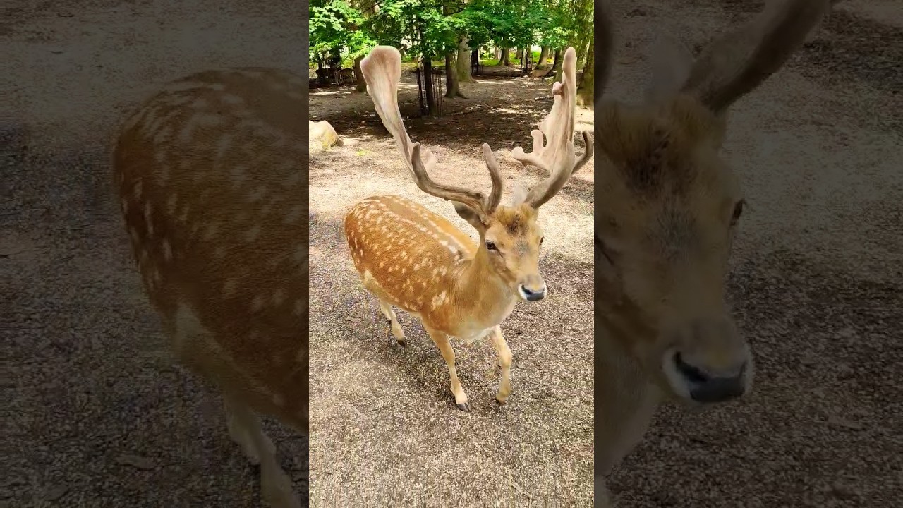 📍Wildlife Park ,Poing /Wildpark Poing #zoo #wildlife #videoshort # ...